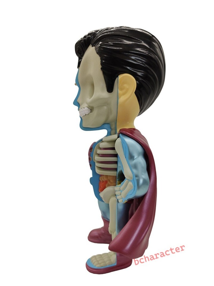 NEW 4D XXRAY H-9.5in Anatomical DC Superman Figure Assemble Model Toy ...