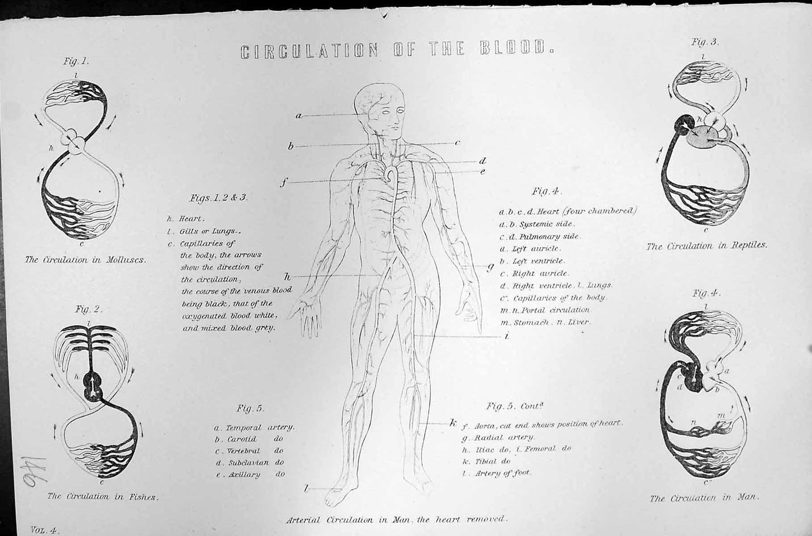 Old Human Body Circulation Blood Molluscs Fish Reptiles Mackenzie C18 ...