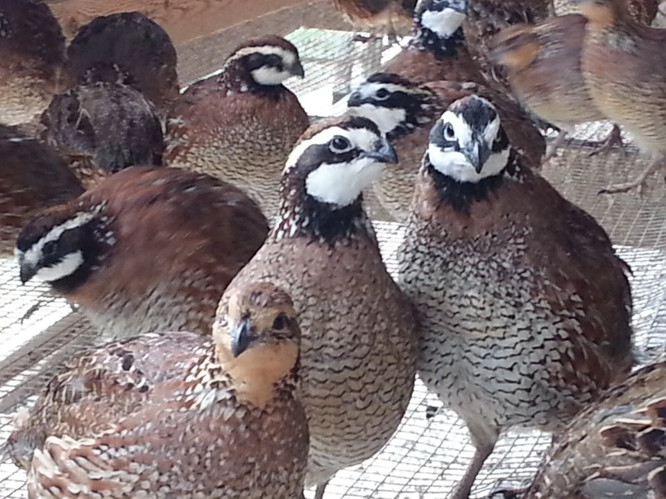 100 Butler bobwhite quail fertile hatching eggs | eBay