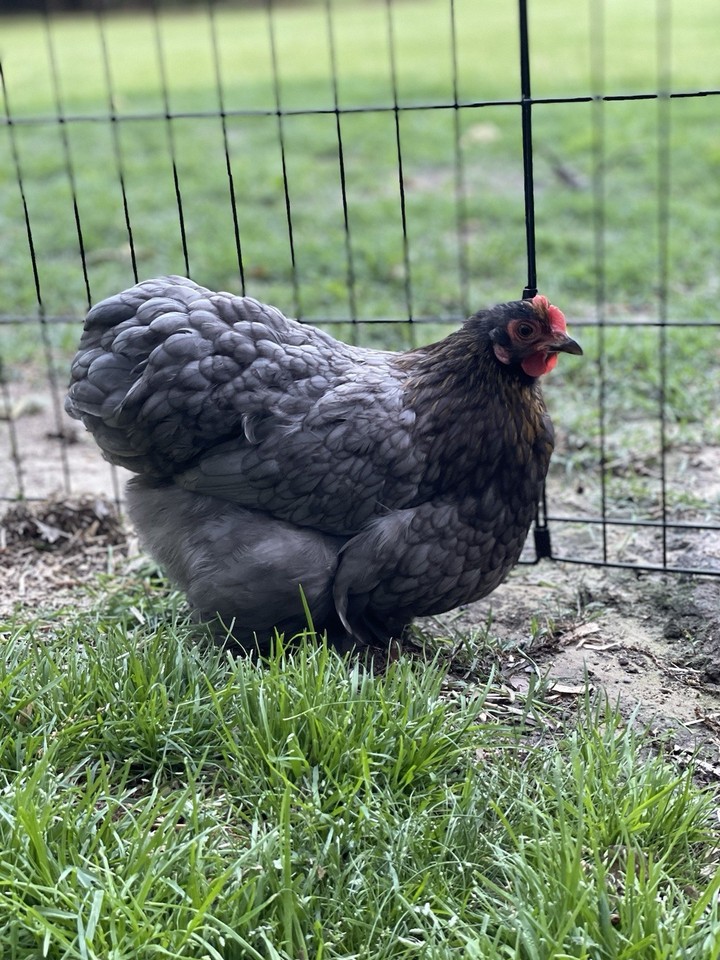 6 Bantam Birchen Blue Mottled Grey Splash Calico Cochin fertile ...