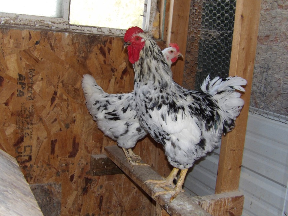 10+ Pita Pinta chicken hatching eggs | eBay