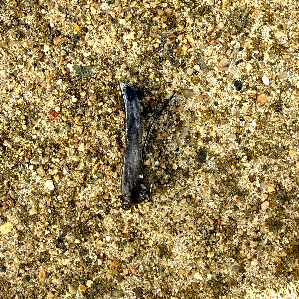 Original 1851-61 Navy Colt, 1860 Colt Army Pistol Hand Assembly w ...