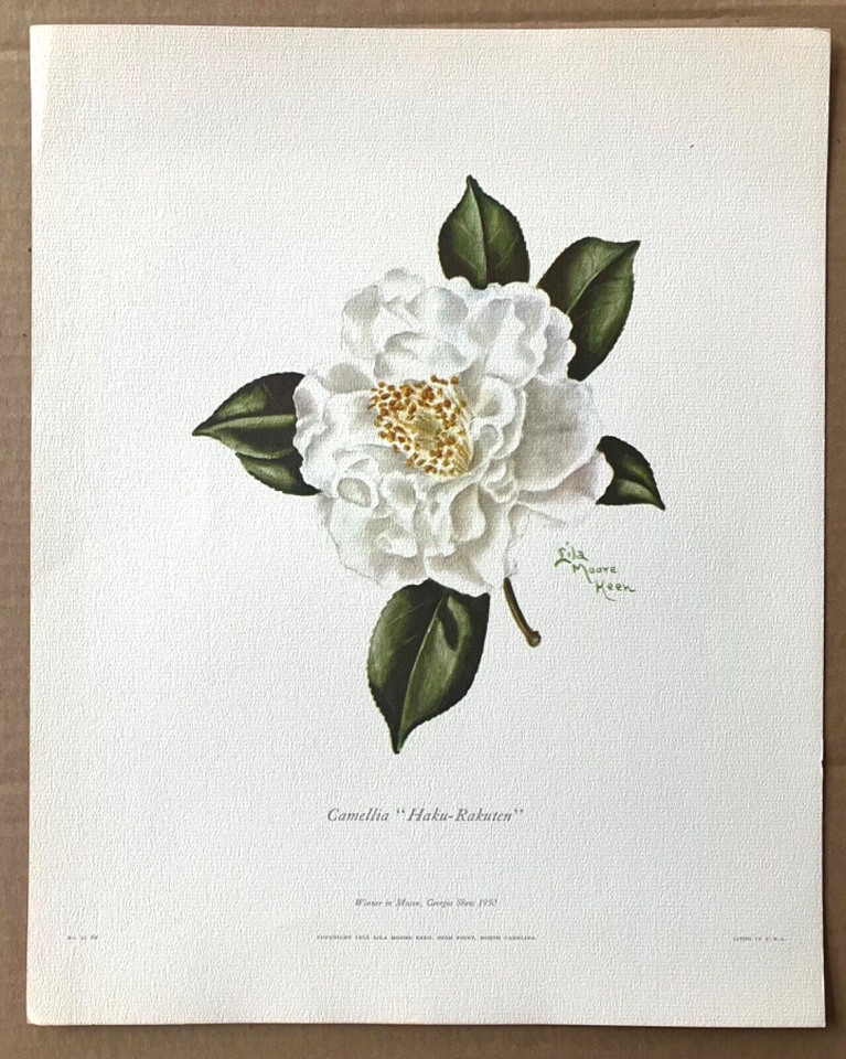 Vintage Lila Moore Keen Flower Print in 16x20 Mat: "Camellia Haku Raten ...