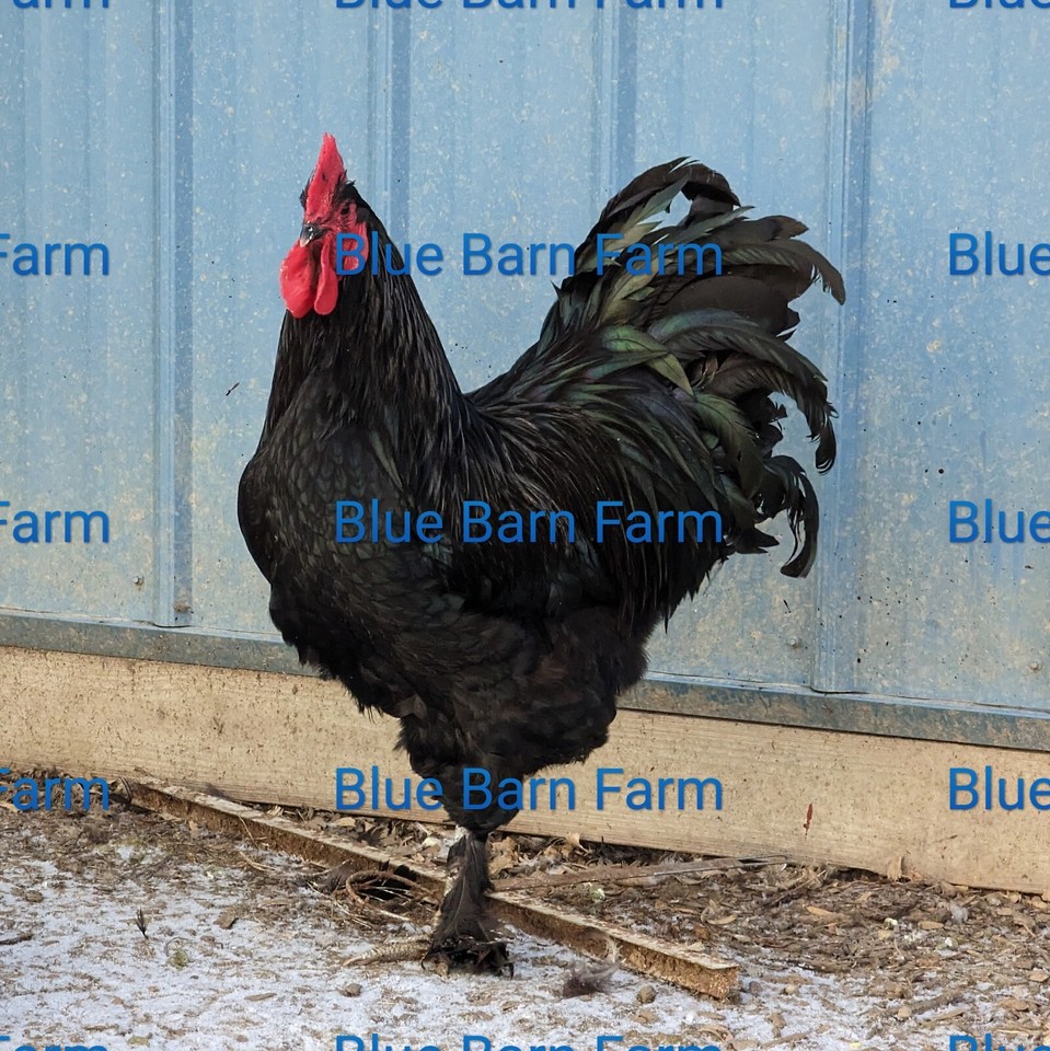 6 Show Quality Blue/Black/Splash Langshan Chicken Hatching Eggs. NPIP ...