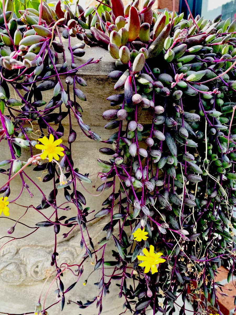 Ruby Necklace 10× *bulk cuttings* Senecio Othonna Capensis String ...