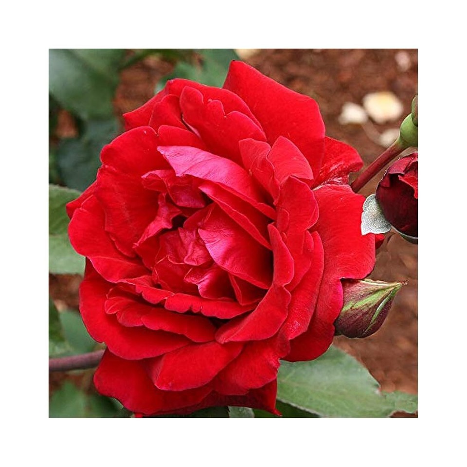 Vigorous Red Rose Climber, Thriving in Zones 5,10, Rich Color, Easy to ...