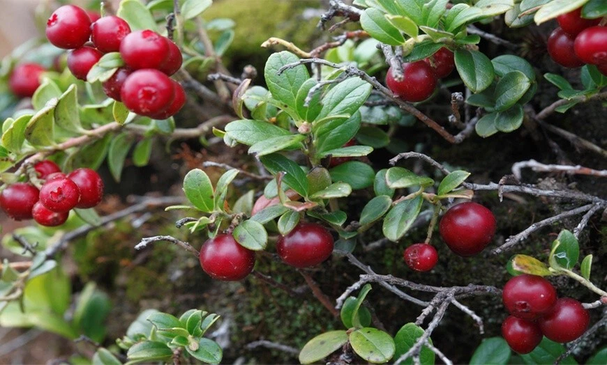 Mountain Cranberry Bush Seeds Vaccinium Vitis-idaea 50seeds, 58% OFF