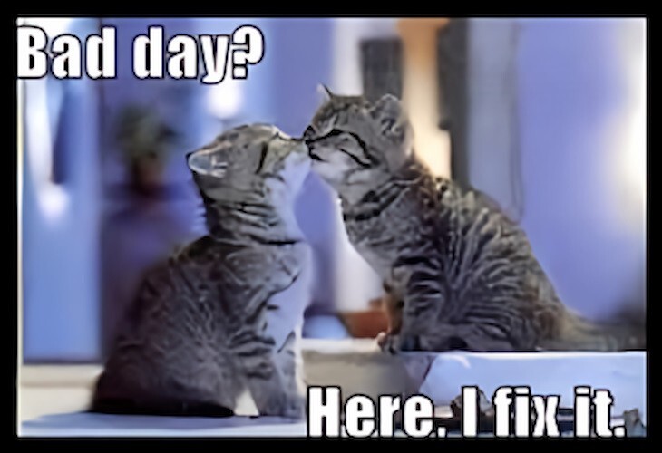 Bad Day Cat Meme