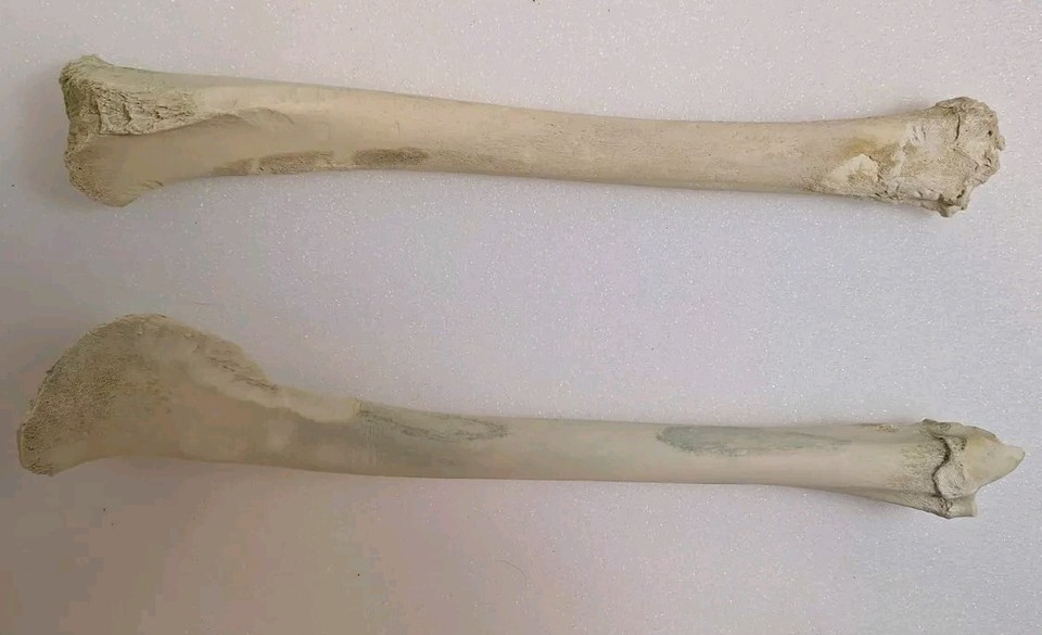 2 Deer Leg Bones Real Craft Oddities | eBay