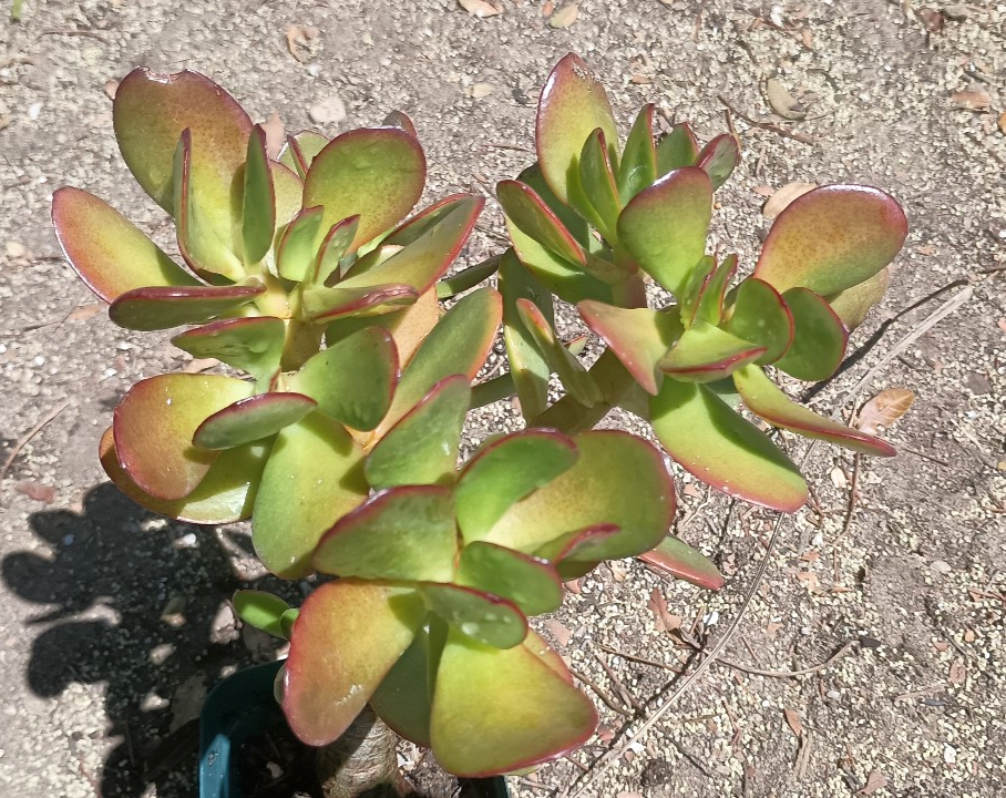 Golden Jade 'Hummel's Sunset' Crassula Ovata Argentea 10"x 10" rooted ...