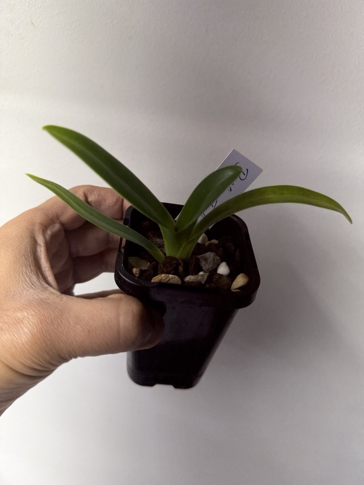 Paph Julius , Orchid Seedling | eBay Australia