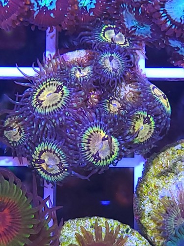 Live corals BUTTMUNCHER ZOAS ULTRA PALY ZOANTHIDS 1 LARGE POLYP ZOA | eBay