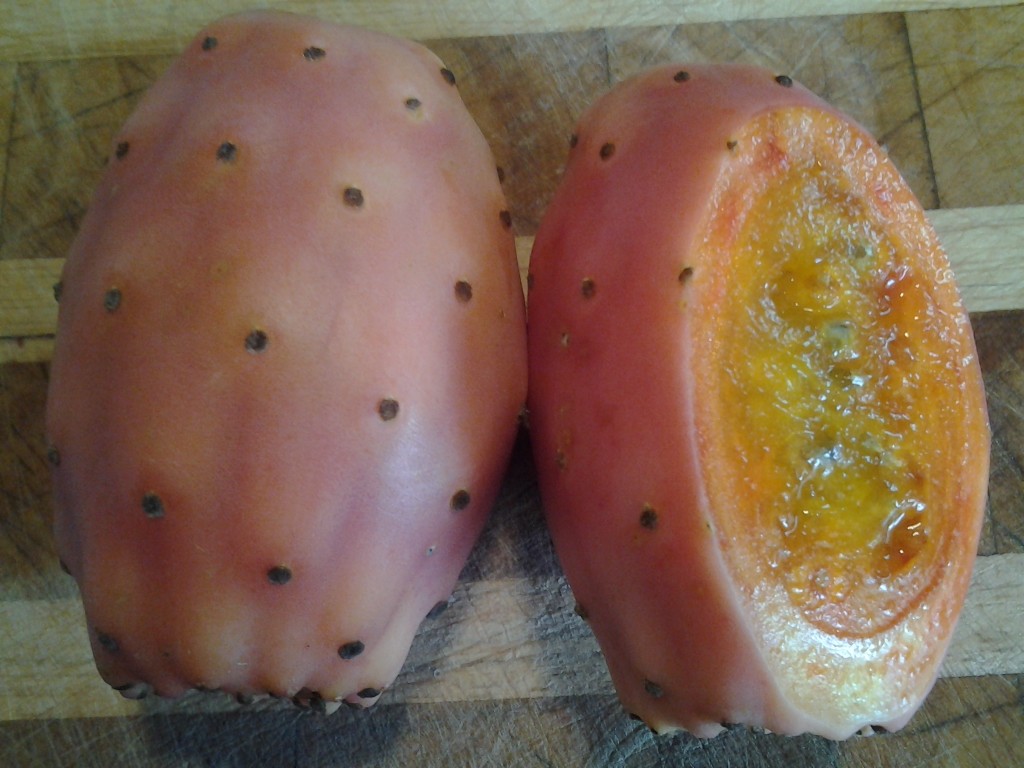 1 Cutting Orange Fruit Prickly Pear Cactus, Opuntia megacantha, Nopal ...