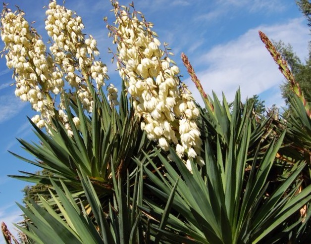 6 Yucca Plants 8-10 inches tall Landscaping Flowers White ADAMS NEEDLE ...