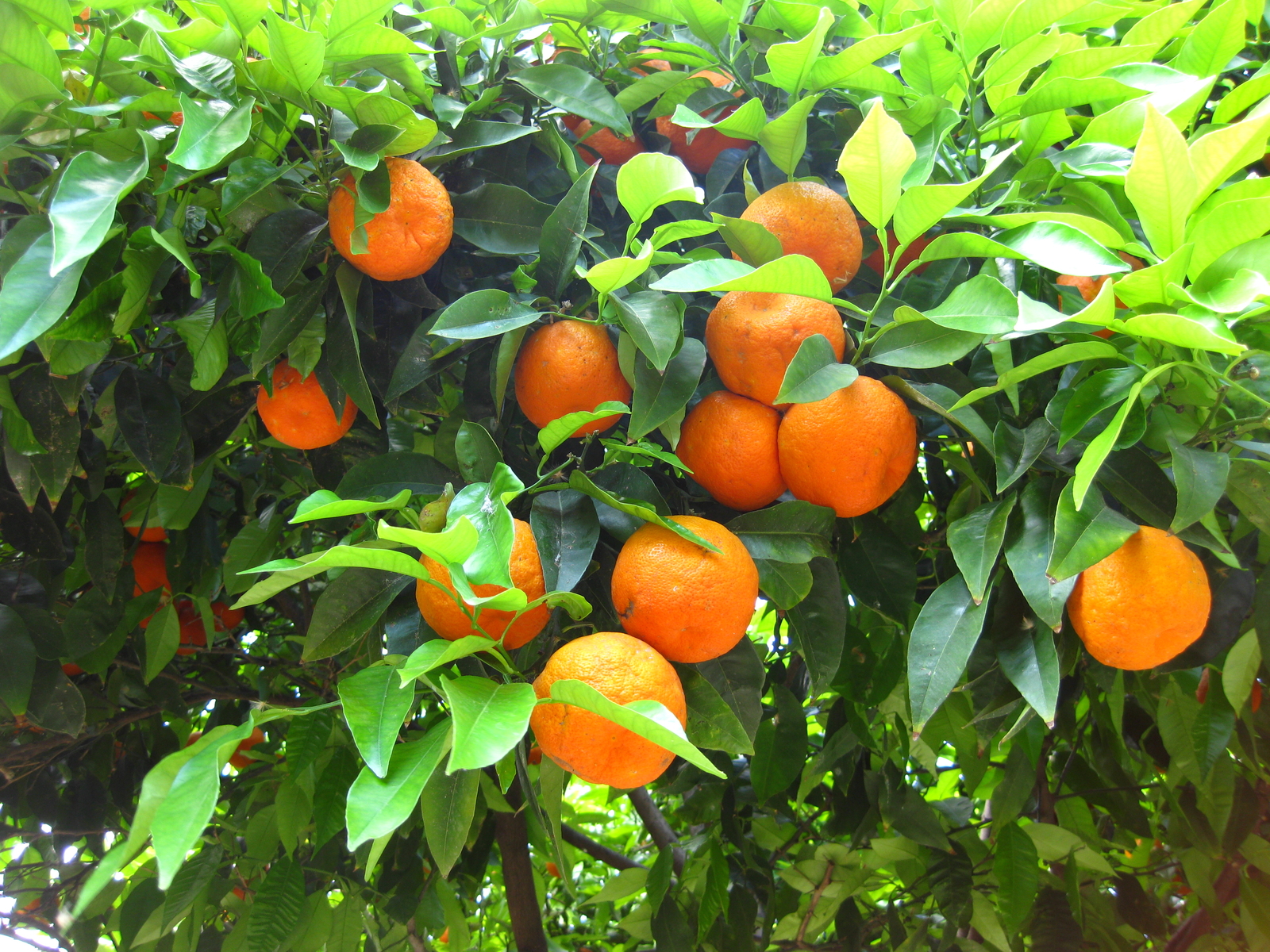 Valencia Orange Tree - 26-30" Tall - Live Citrus Plant - Grafted ...