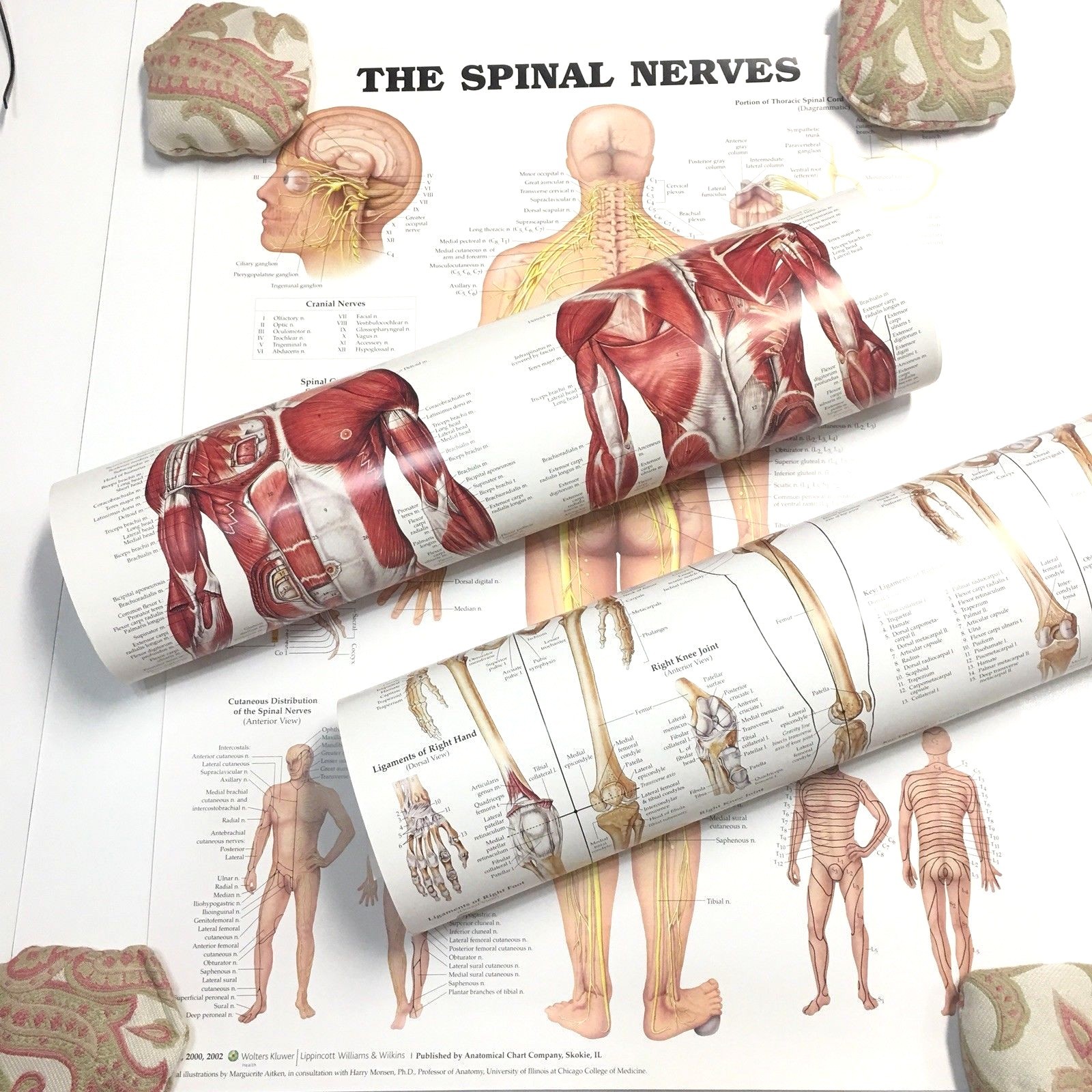 Spinal Nerves Muscular Skeletal Anatomical Chart 3 Posters Wolters ...