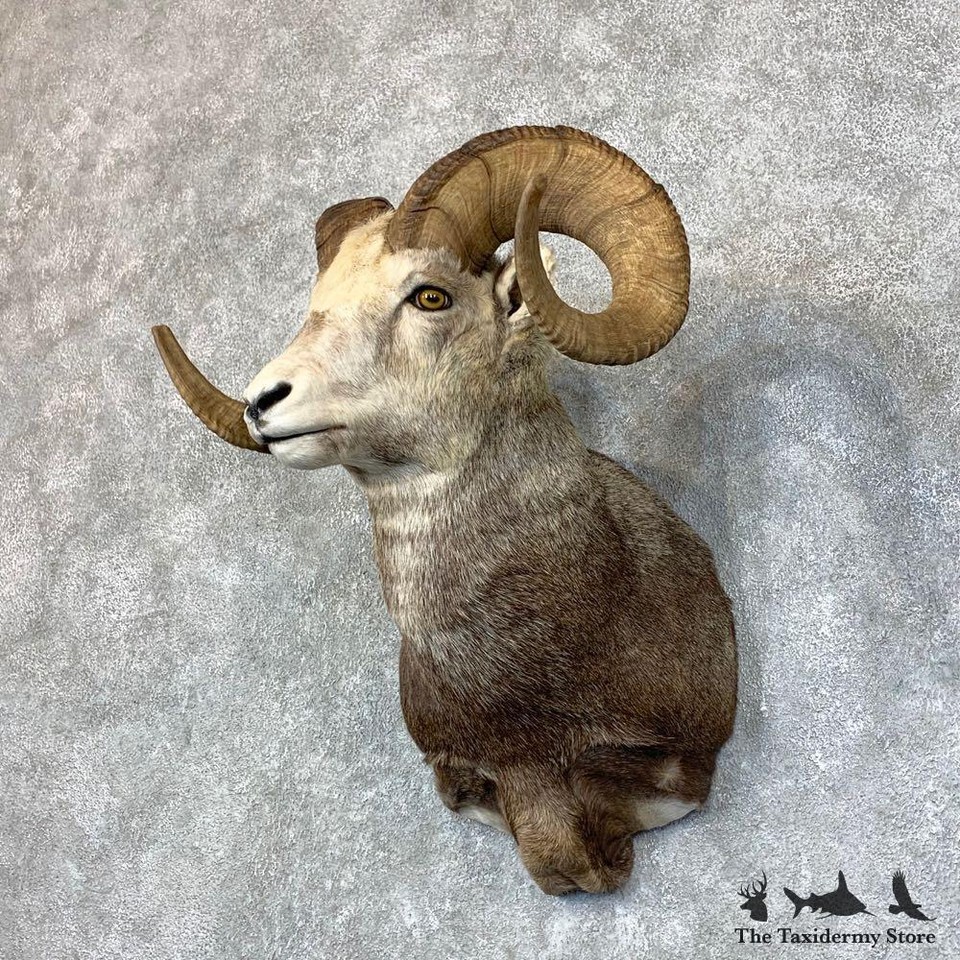 #22738 E+ | Stone Sheep Taxidermy Shoulder Mount For Sale | eBay