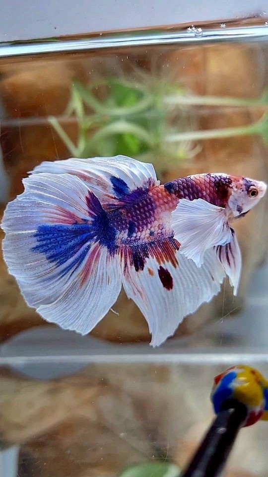 RARE HALFMOON DUMBO EAR PURPLE CANDY MULTICOLOR BETTA (100% REAL PICT ...