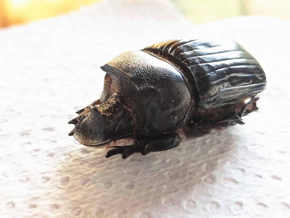 Scarabaeidae Heliocopris Colossus | eBay