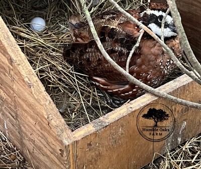 Butler Bobwhite Quail Hatching Eggs Giants | eBay