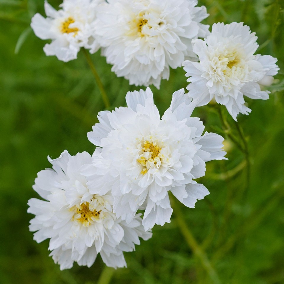 Cosmos plug plants X12 FREE Delivery preorder end of march 6 different ...