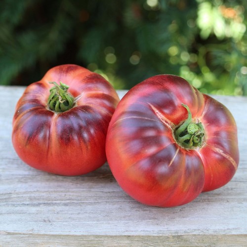 MAR AZUL TOMATO 5+ graines - fruits à chair rose de taille moyenne P ...