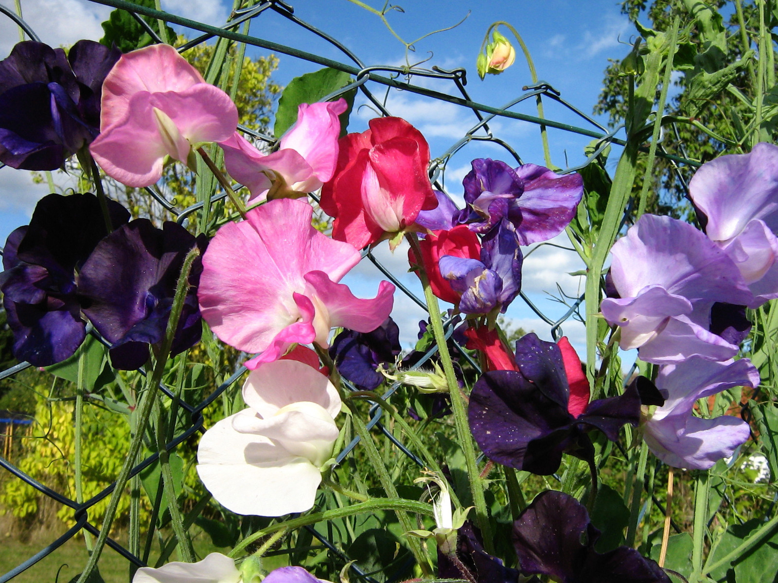 WICKE WICKEN ROYAL FAMILY MIX EDELWICKEN DUFTWICKE BLÜHENDER GARTENZAUN ...