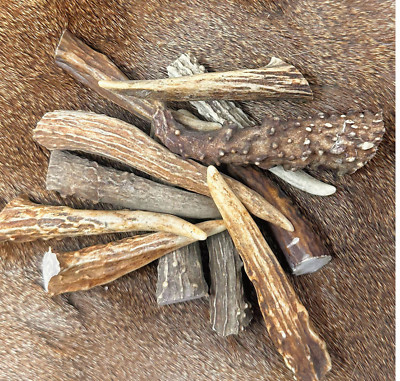 10 Pack -Large Deer Antler Gnarly Tips * Grade A * Brow Tine Pendants ...