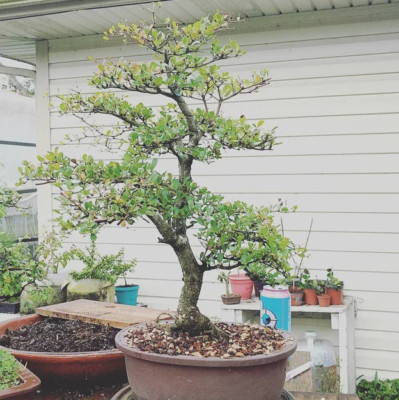 LIVE PLANT 1ft Bucida Spinosa Terminalia - Molinetti - Dwarf Black ...