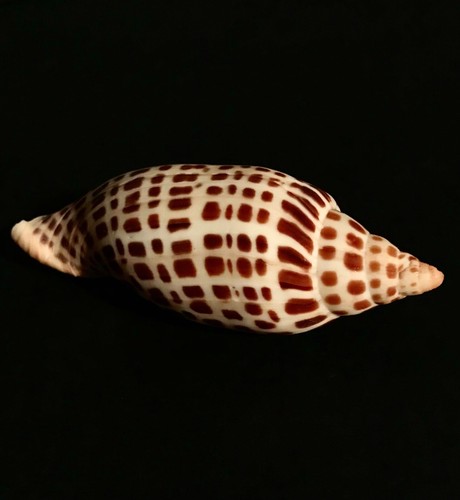 BEAUTIFUL 4+ INCH SCAPHELLA JUNONIA SHELL 107 MM, JUNONIA JUNO VOLUTE ...
