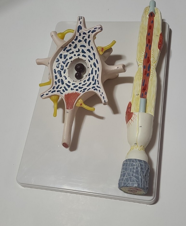 16 Medical Science Neuron Model, Study Teaching Model | eBay