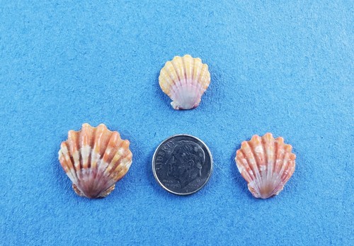LOT OF 3- BEAUTIFUL HAWAIIAN SUNRISE SHELLS HANDPICKED FROM KAUAI, HI ...