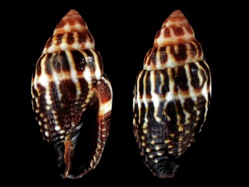 Mitra (Strigatella) retusa - Shells from all over the World | eBay