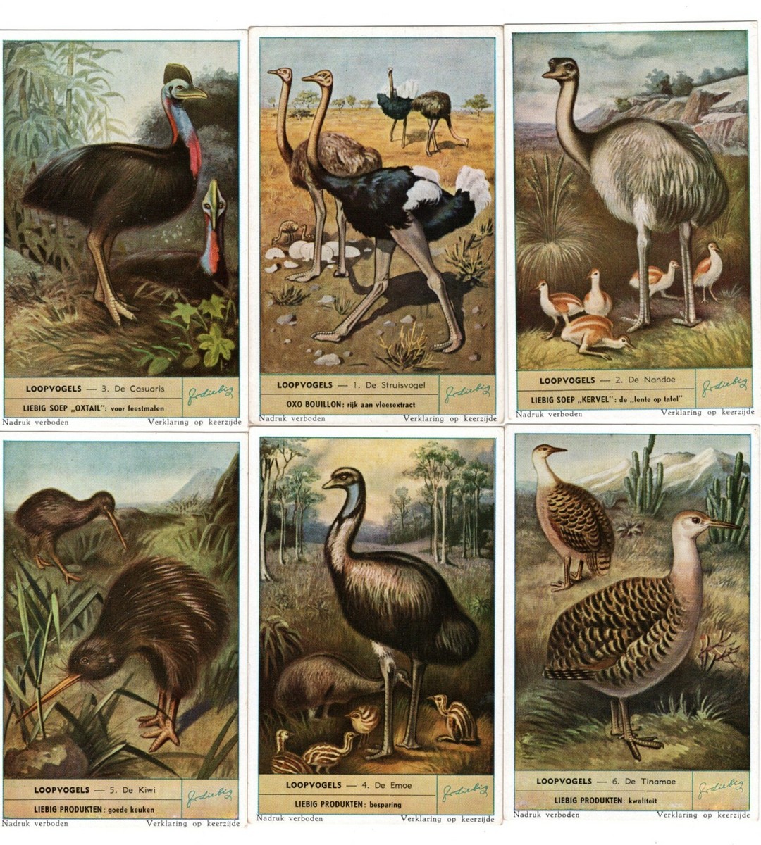 Images Of Birds That Cannot Fly Why Can't Some Birds Fly?