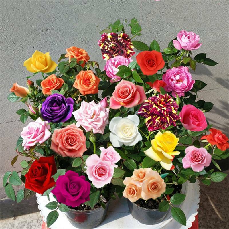 500 seeds Hybrid Mix Rose Gulab Flower seeds For Planting | eBay UK