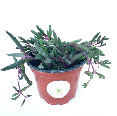 String of Pickles Succulents Othonna Capensis | eBay