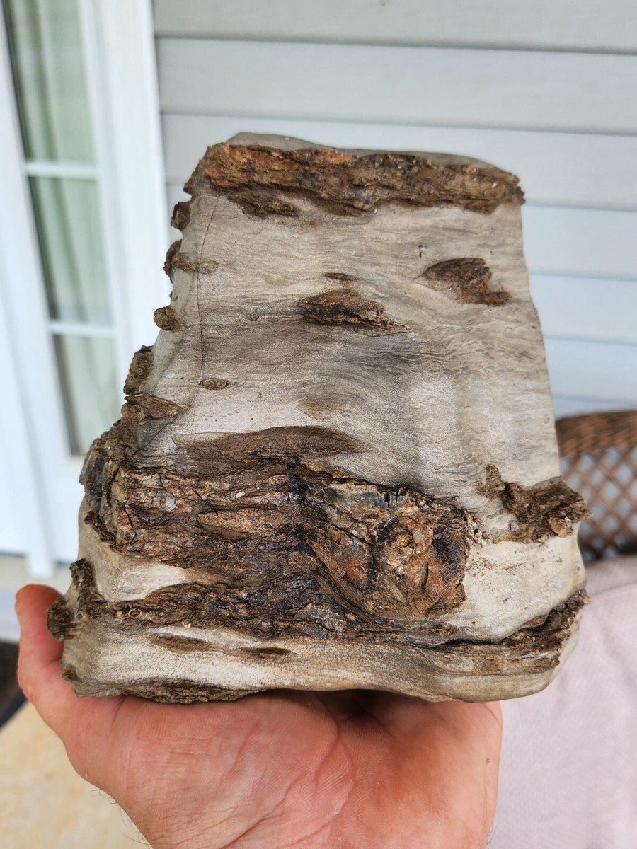 Petrified Wood Birch Petrified Woodland Hi Res Stock Photography And