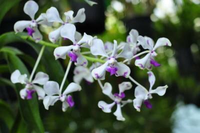 Vanda luzonica, rare species, fragrant | eBay