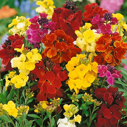 WALLFLOWER SINGLE FLOWERED MIXED 100 Seed RARE Beautiful FLOWER-Fast ...