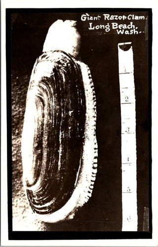 Giant Razor Clam Long Beach Washington RPPC | eBay