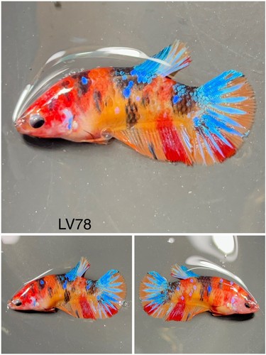 Female Betta Live Fish - Koi Candy Galaxy HMPK - LV78 - For Sorority ...