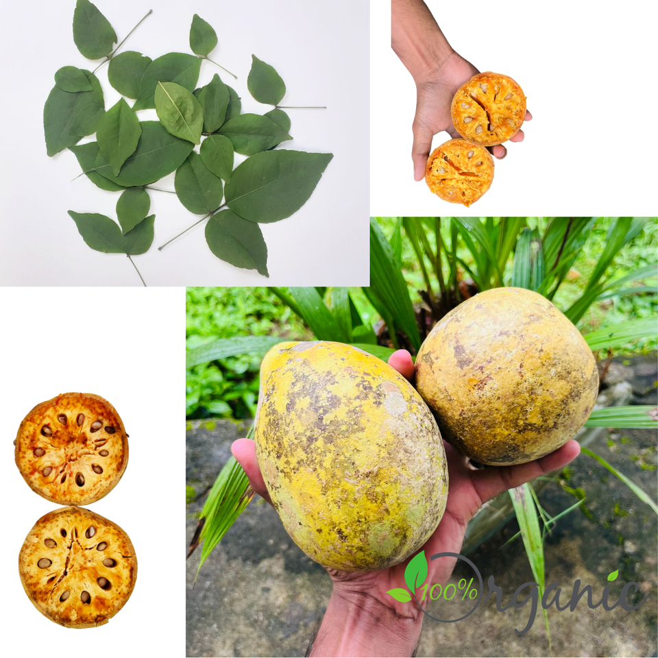 300+ Dried BAEL FRUIT LEAVES Beli Mal Leaf Tea, Bilva, Bel Patri- Aegle ...