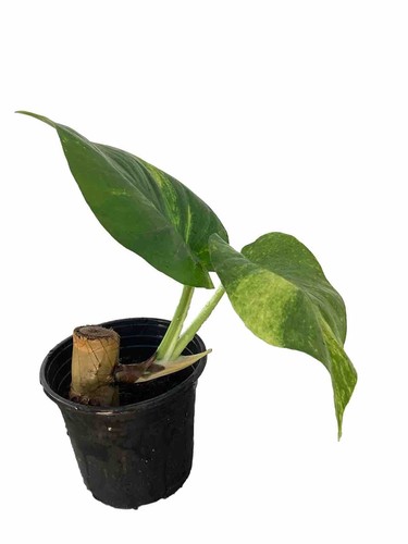 Variegated & Fenestrated RARE Giant Pothos, Hawaiian Epipremnum BUDDING ...
