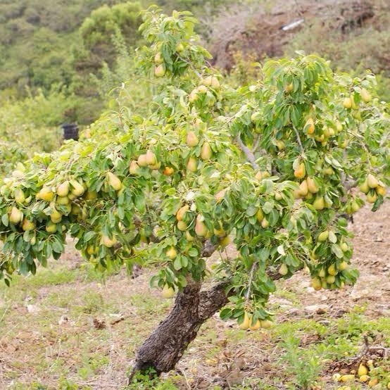 Kieffer Pear Tree 2-3 Ft Tall Now Live Pear Tree Ready To Plant Now | eBay