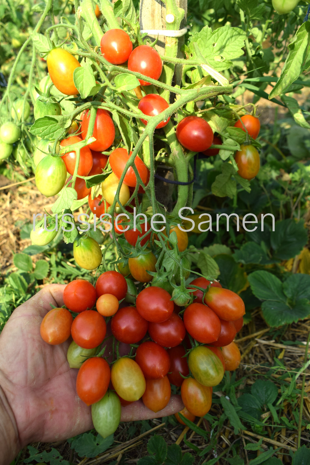 Tomaten Cherry " Reverend Michael keyes ", große Trauben, Multiflora ...