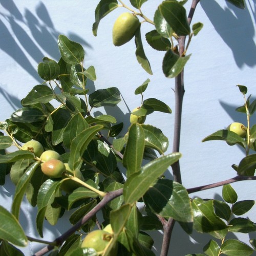 T602A (2) Tigertooth Jujube Tree 8" Thin Cutting Graft ScionWood/Bud ...