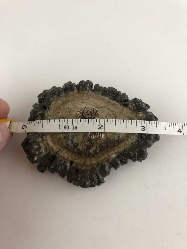 Elk Antler Belt Buckle Burr With Elk Emblem Sealed Handcrafted In ...