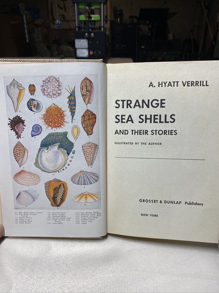 Strange Sea Shells and Their Stories How They Are Made and Grow | eBay