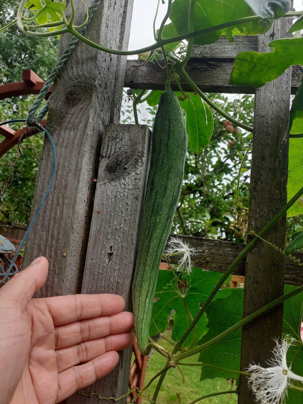 Snake Gourd - Chichinga Padval Kohi - Bangladeshi Asian Thai Vegetable ...