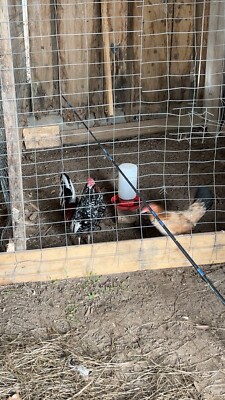 Livestock Supplies - Gamefowl